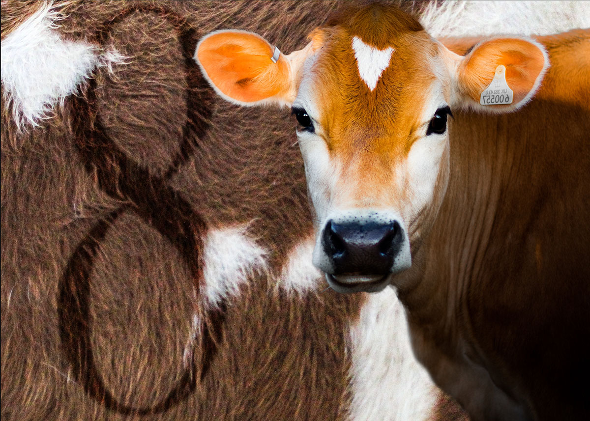 I traded 8 cows for my wife, and never looked back. - VaultAIS™